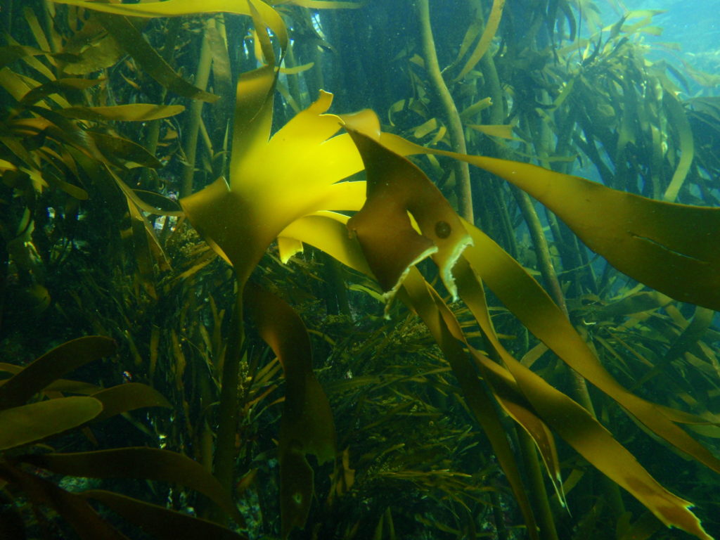 Toutes les caractéristiques étonnantes de l'algue marine kelp | A.Vogel
