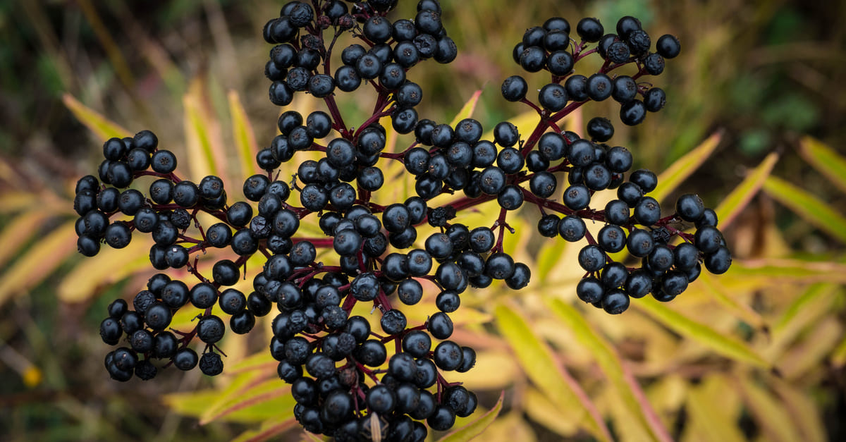 Atout santé, le sureau est un allié de votre organisme ! - A.Vogel ...