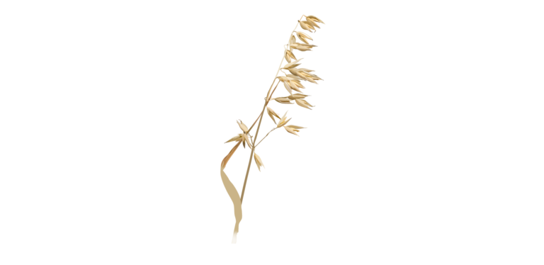Avoine - Avena sativa - A.Vogel - Compléments alimentaires naturels